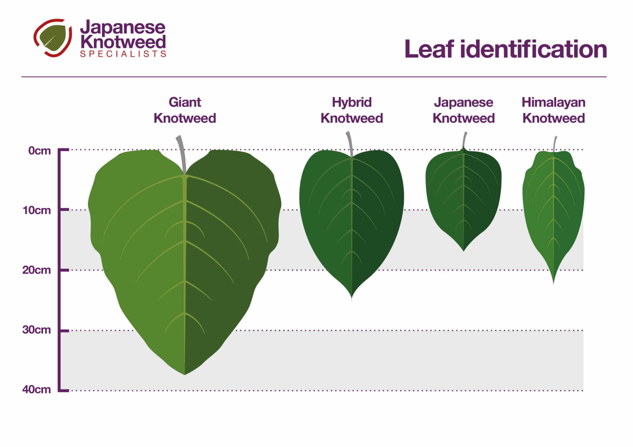 Top tips for spotting Japanese knotweed before it's too late