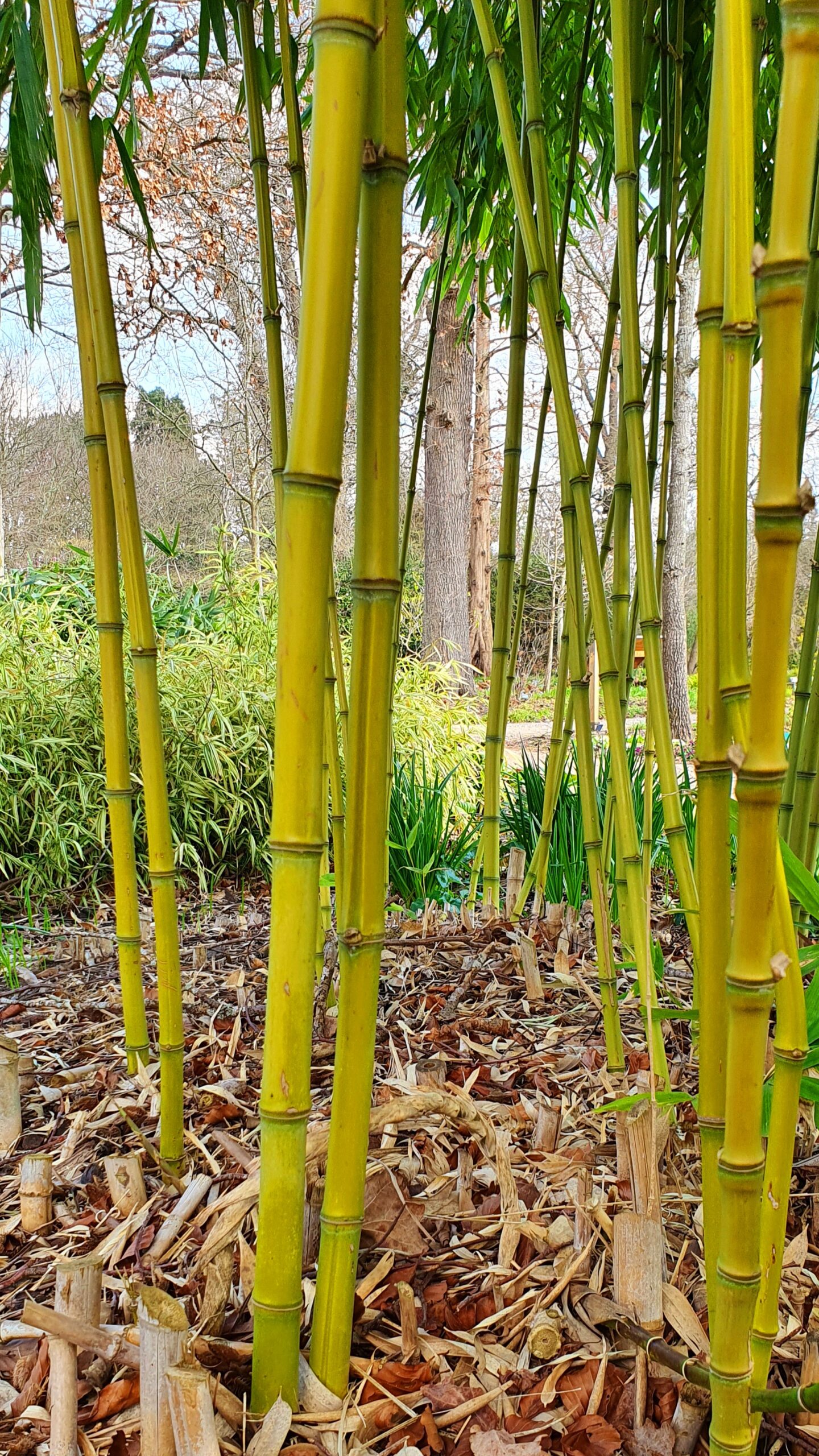 Buyers wake up to risks posed by invasive bamboo