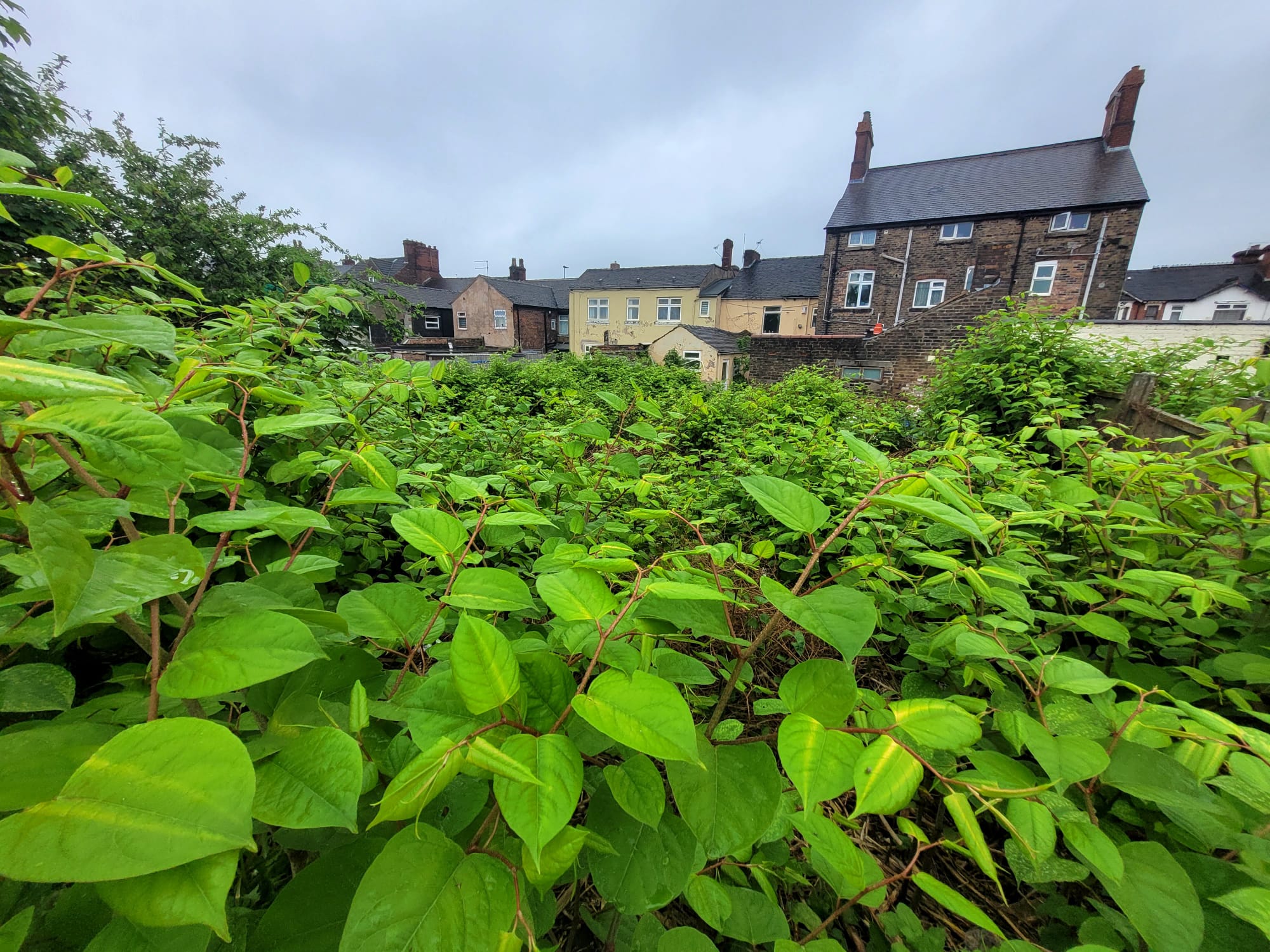 Japanese knotweed with houses (Environet) - Inside Conveyancing